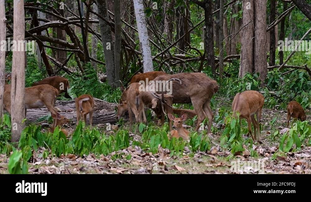 The Eld's Deer is an Endangered species due to habitat loss and hunting ...