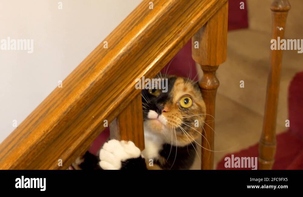 A wide-eyed calico cat playing on the stairs with its owner Stock Video ...