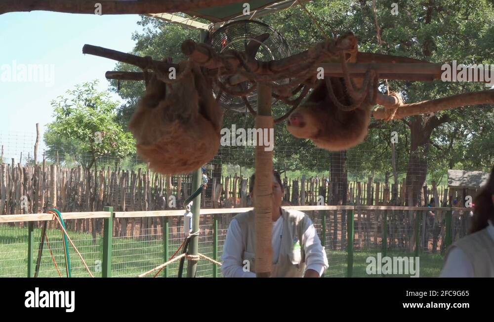Sloths in tree Stock Videos & Footage - HD and 4K Video Clips - Alamy