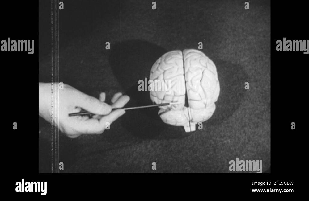 Brain stem model Stock Videos & Footage - HD and 4K Video Clips - Alamy