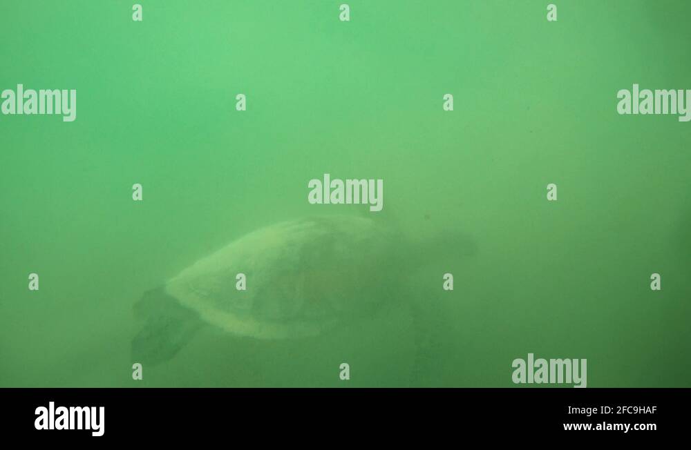 Turtle is swimming sea water Stock Videos & Footage - HD and 4K Video ...