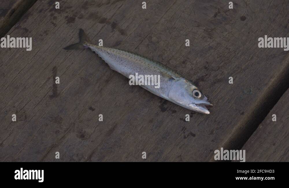 Suffocation fish Stock Videos & Footage - HD and 4K Video Clips - Alamy