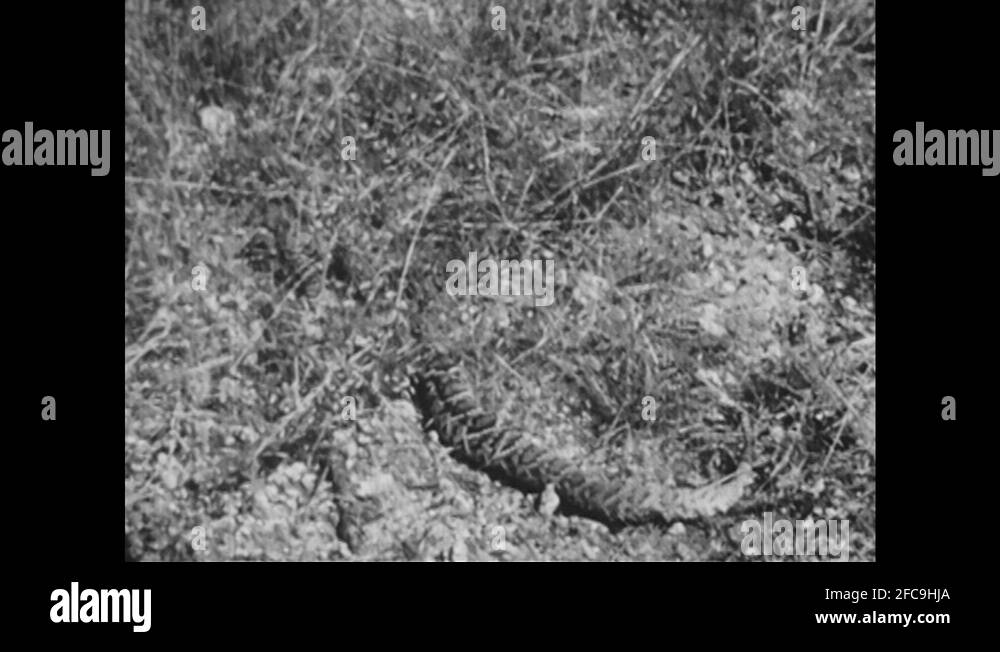 1950s: UNITED STATES: Diamond Back pit viper moves across ground Stock ...