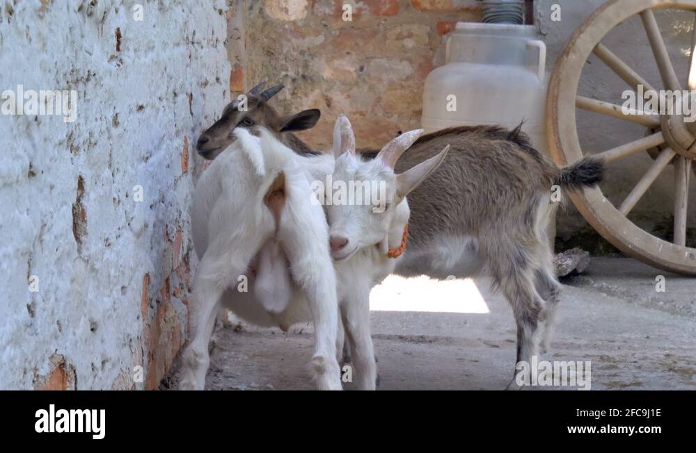 Shadow of goat on the wall Stock Videos & Footage - HD and 4K Video ...