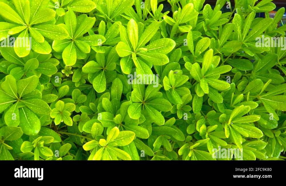 Dew on tree Stock Videos & Footage - HD and 4K Video Clips - Alamy