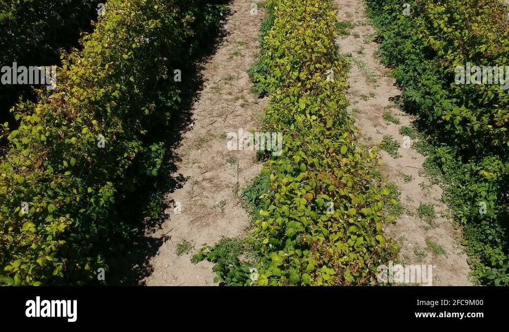 Plants plantation crop agriculture Stock Videos & Footage - HD and 4K Video Clips - Alamy