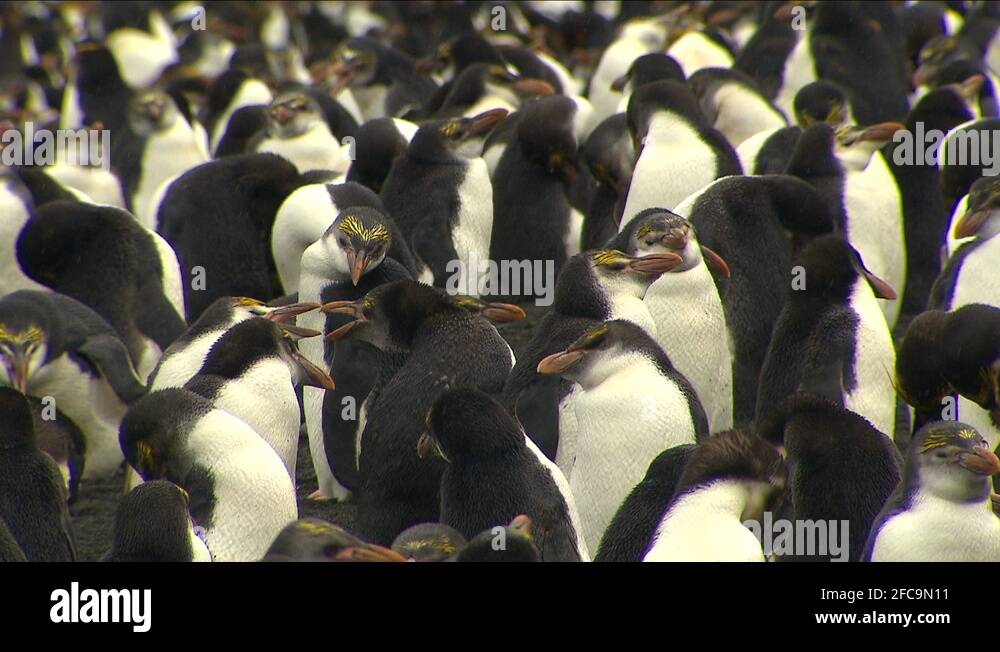 Large groups of penguins Stock Videos & Footage - HD and 4K Video Clips ...