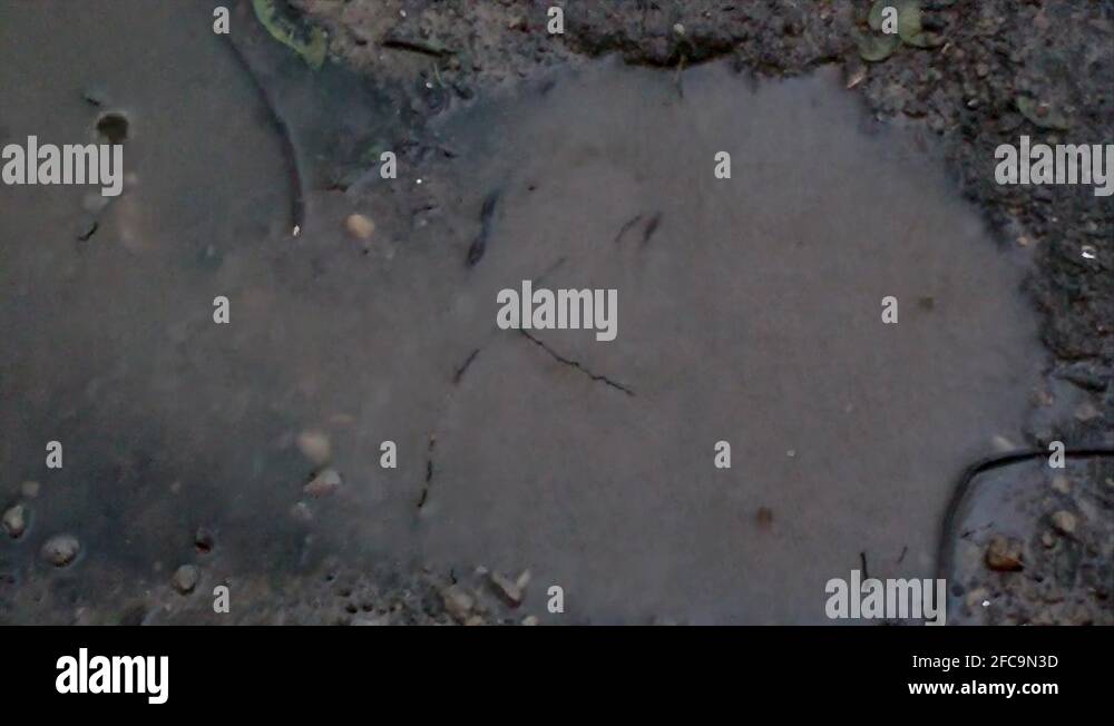 Mud puddle Stock Videos & Footage - HD and 4K Video Clips - Alamy