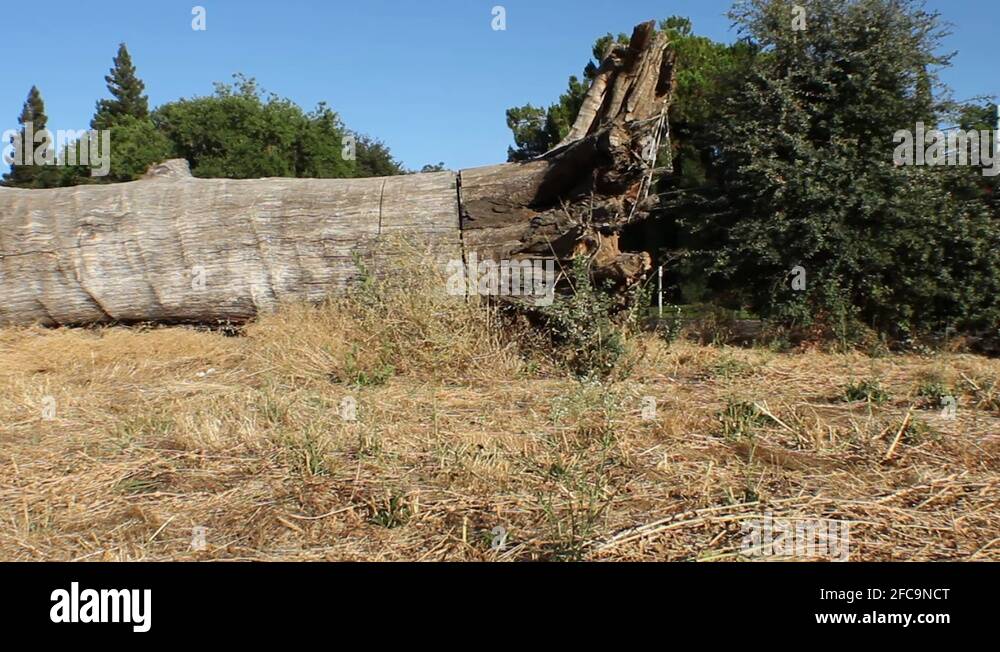 Large fallen dead tree Stock Videos & Footage - HD and 4K Video Clips ...