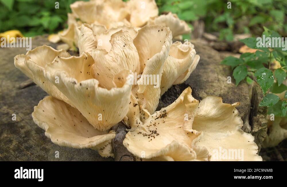 Insects and fungi Stock Videos & Footage - HD and 4K Video Clips - Alamy