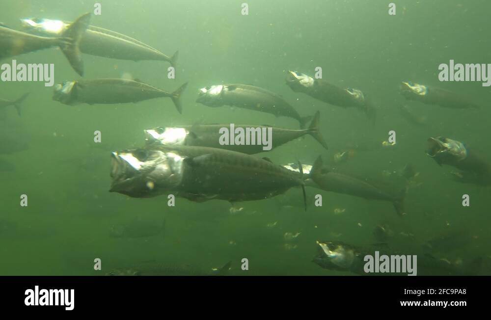 Mackerel fish eating plastic microplastic with open mouth Stock Video ...