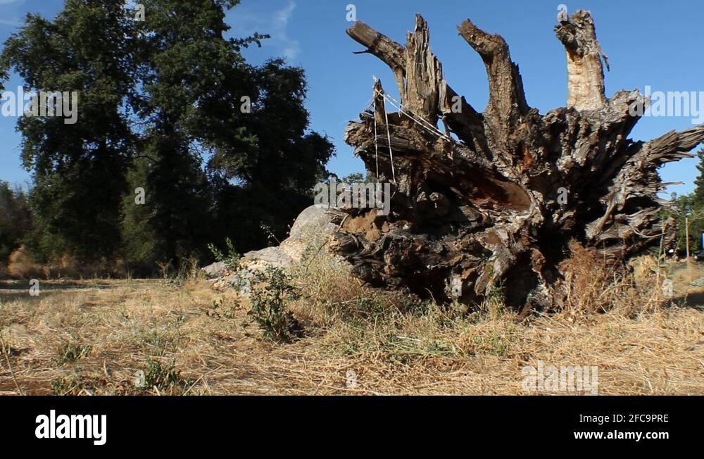 Root ball of tree Stock Videos & Footage - HD and 4K Video Clips - Alamy