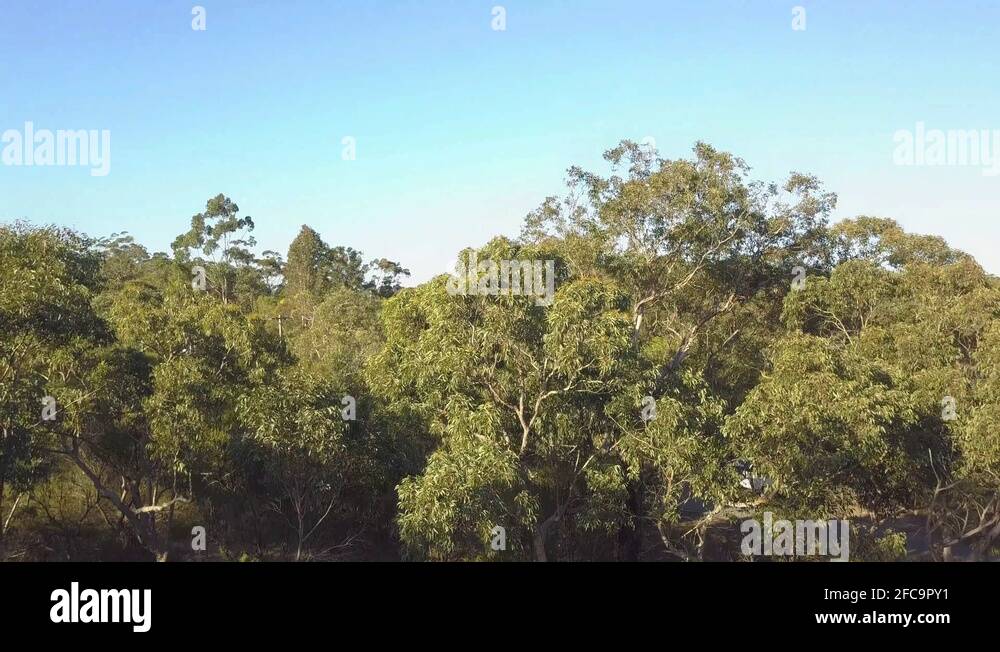 Aboriginal heritage sydney australia Stock Videos & Footage - HD and 4K ...