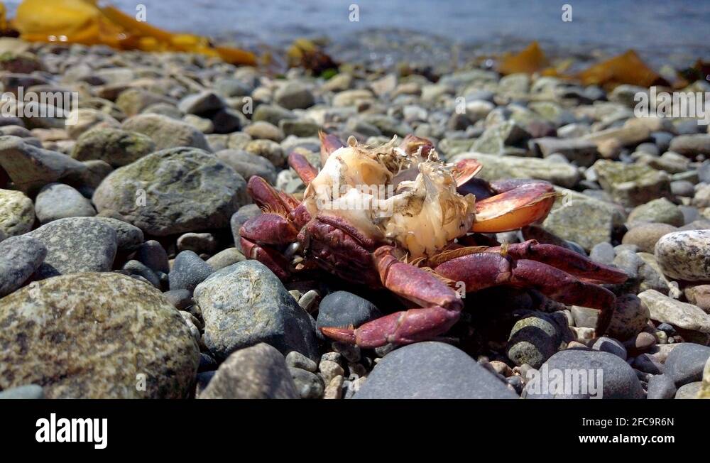 Corpse fly Stock Videos & Footage - HD and 4K Video Clips - Alamy