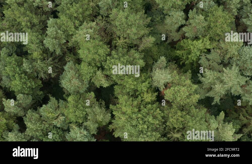 Green canopy background Stock Videos & Footage - HD and 4K Video Clips ...