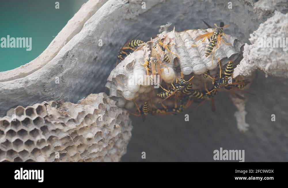 wasps under the roof of the house pests. wasps nest. wild wasp slow ...