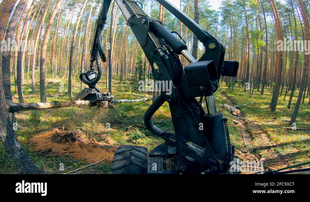 Processing Trees Stock Videos Footage Hd And 4k Video Clips Alamy