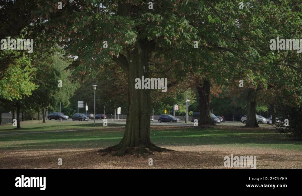 Rhythm tree Stock Videos & Footage - HD and 4K Video Clips - Alamy