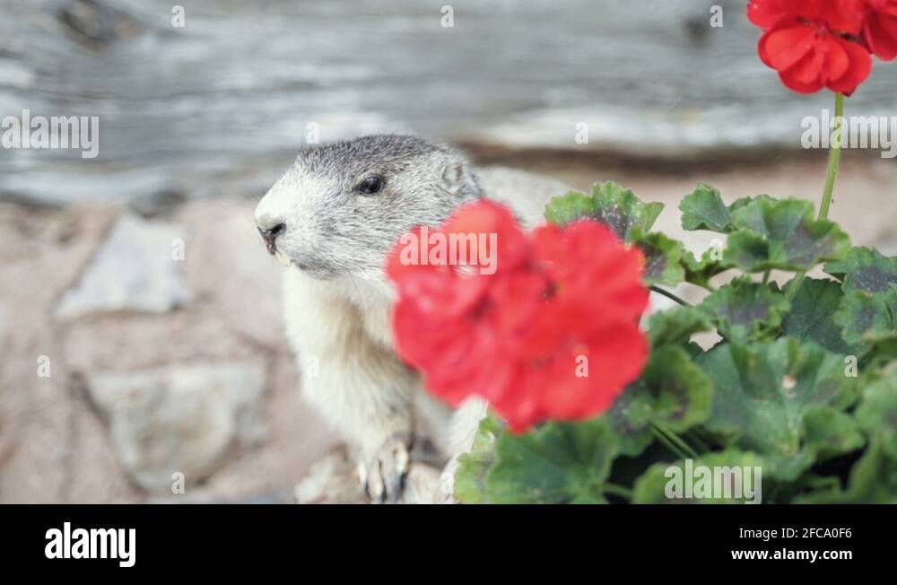 Alps marmot flowers Stock Videos & Footage - HD and 4K Video Clips - Alamy