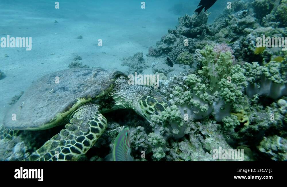 Hawksbill sea turtle reef Stock Videos & Footage - HD and 4K Video ...