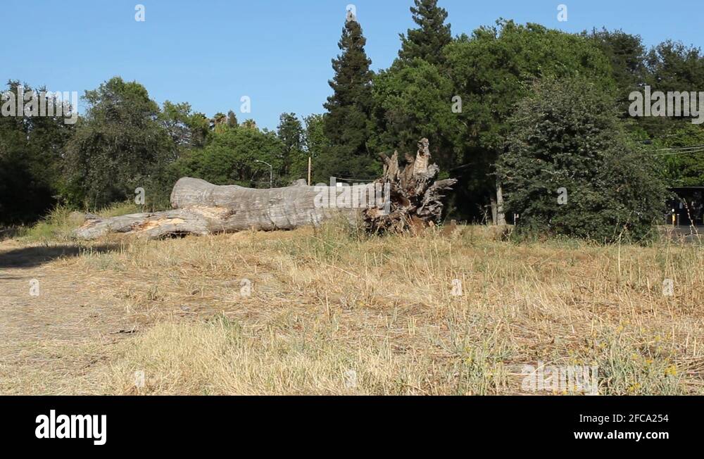 Very large and wide tree Stock Videos & Footage - HD and 4K Video Clips ...