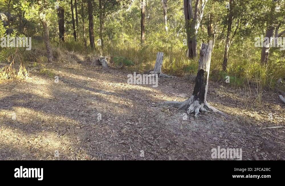 Australia trees forest eucalyptus Stock Videos & Footage - HD and 4K ...