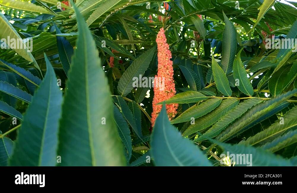 Sumac clusters Stock Videos & Footage - HD and 4K Video Clips - Alamy