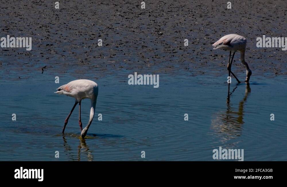 Flamingos filter feeding in mud silt wetlands Stock Video Footage - Alamy