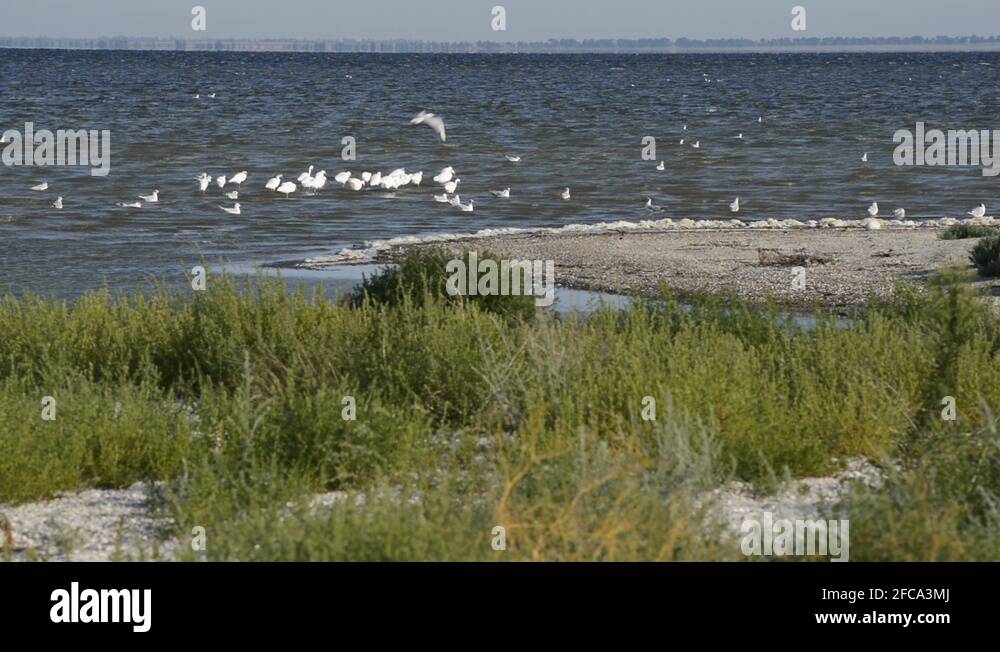 The national bird of ukraine Stock Videos & Footage - HD and 4K Video ...