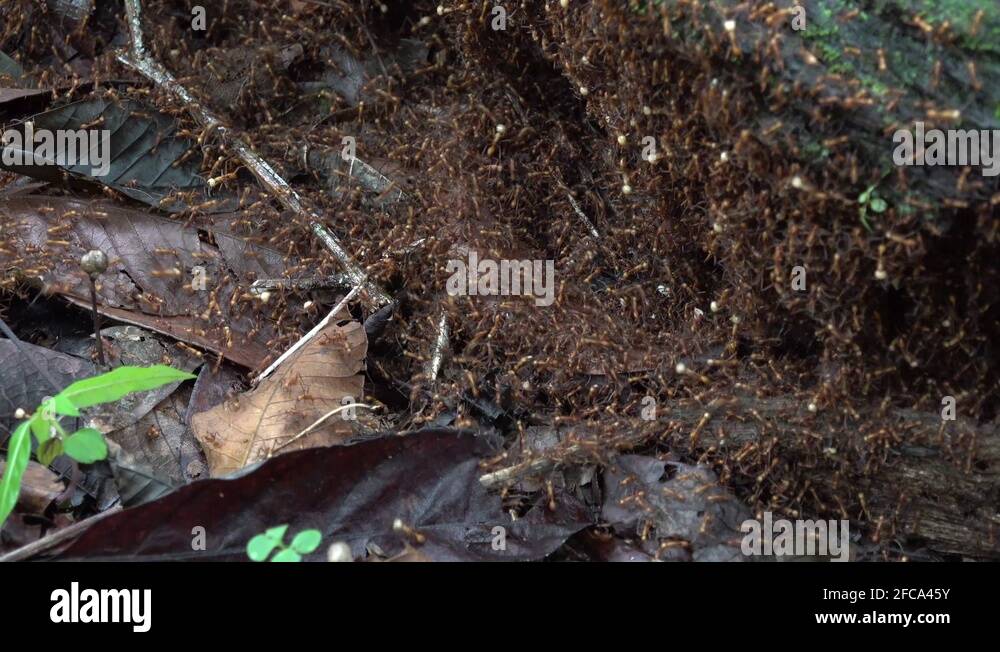 Army Ants bivouac under tree log with swarming soldiers and workers ...