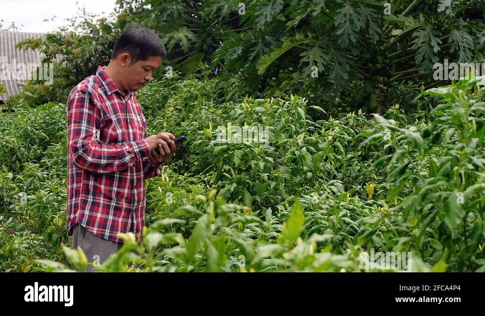 Chilli farming Stock Videos & Footage - HD and 4K Video Clips - Alamy