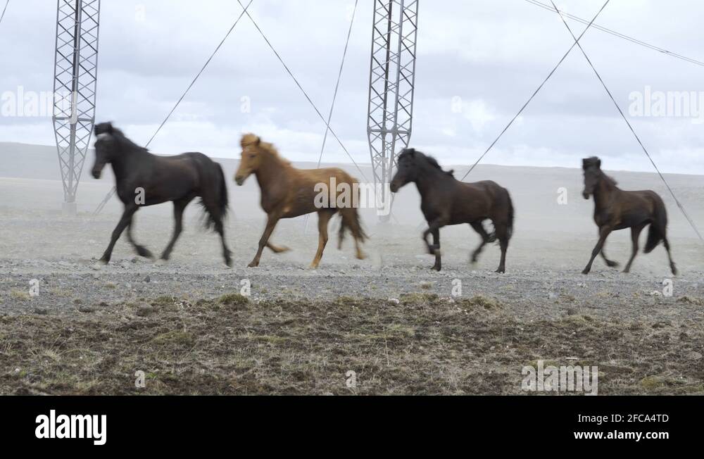 Close up herd horses Stock Videos & Footage - HD and 4K Video Clips - Alamy