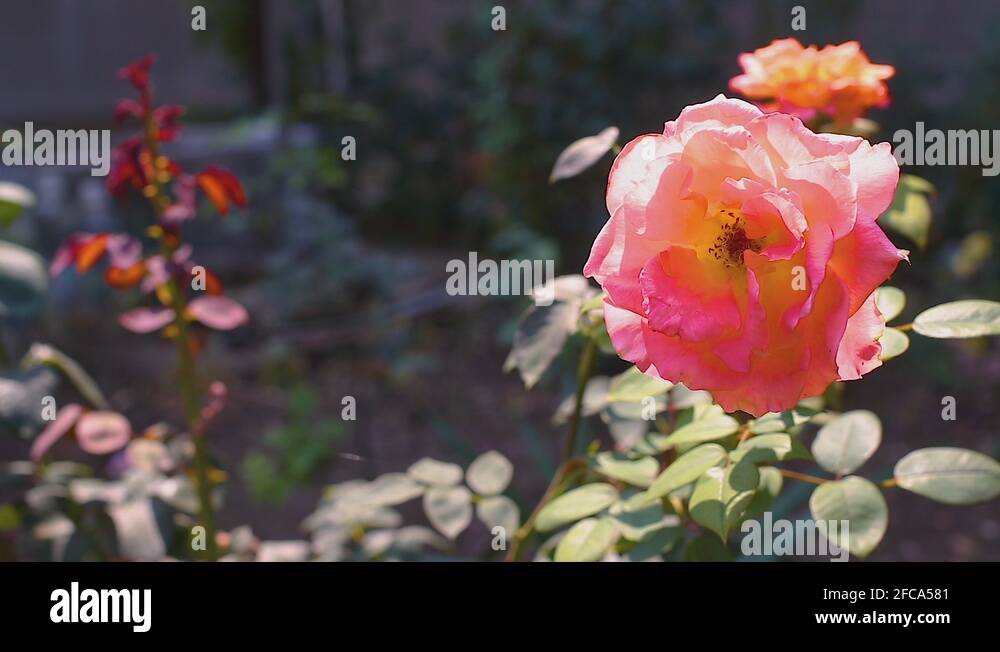Flourished Stock Videos & Footage - HD and 4K Video Clips - Alamy