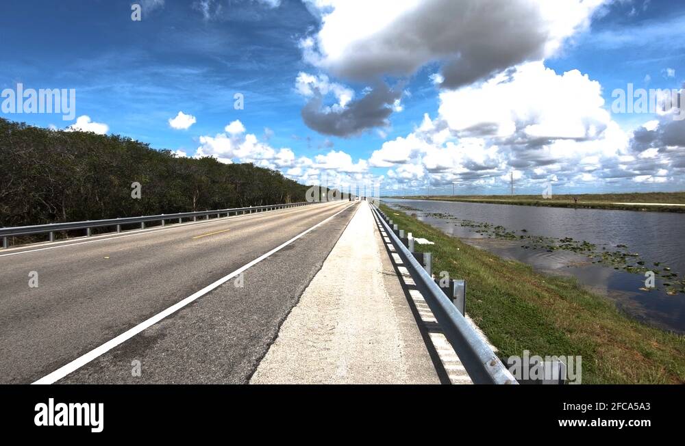 Everglades alligator road Stock Videos & Footage - HD and 4K Video ...