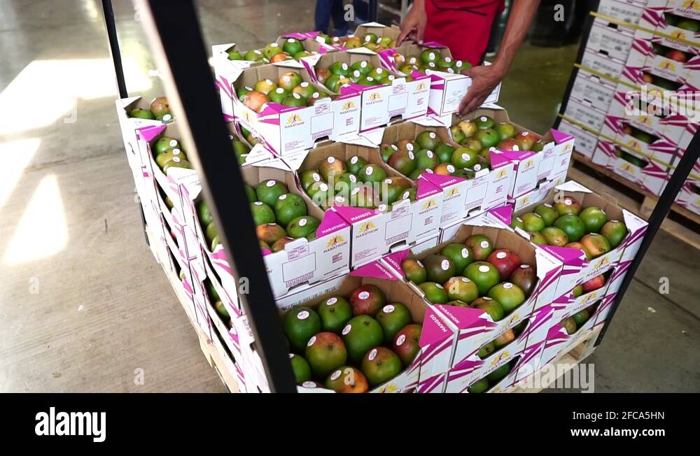 Mango boxes Stock Videos & Footage - HD and 4K Video Clips - Alamy