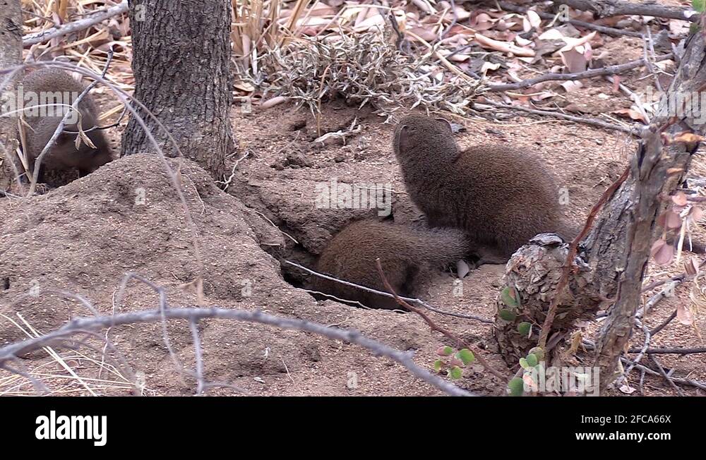 Mongoose den Stock Videos & Footage - HD and 4K Video Clips - Alamy