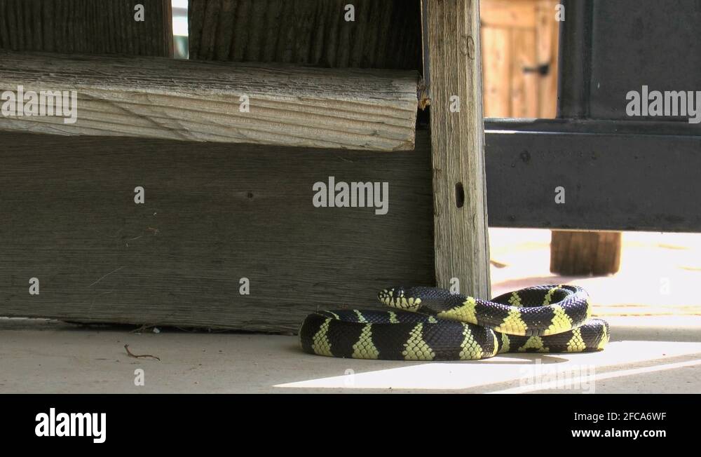 Snake alert Stock Videos & Footage - HD and 4K Video Clips - Alamy