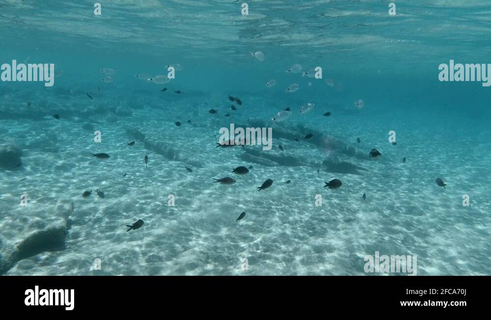 Greek marine life Stock Videos & Footage - HD and 4K Video Clips - Alamy