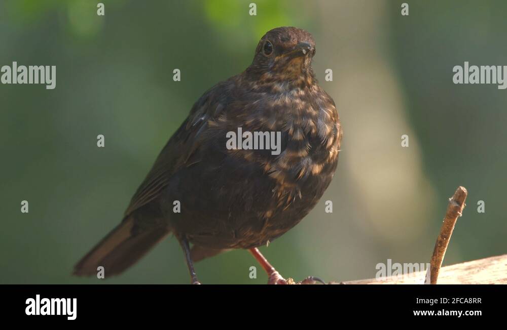 Bird wildlife female wild portrait Stock Videos & Footage - HD and 4K ...
