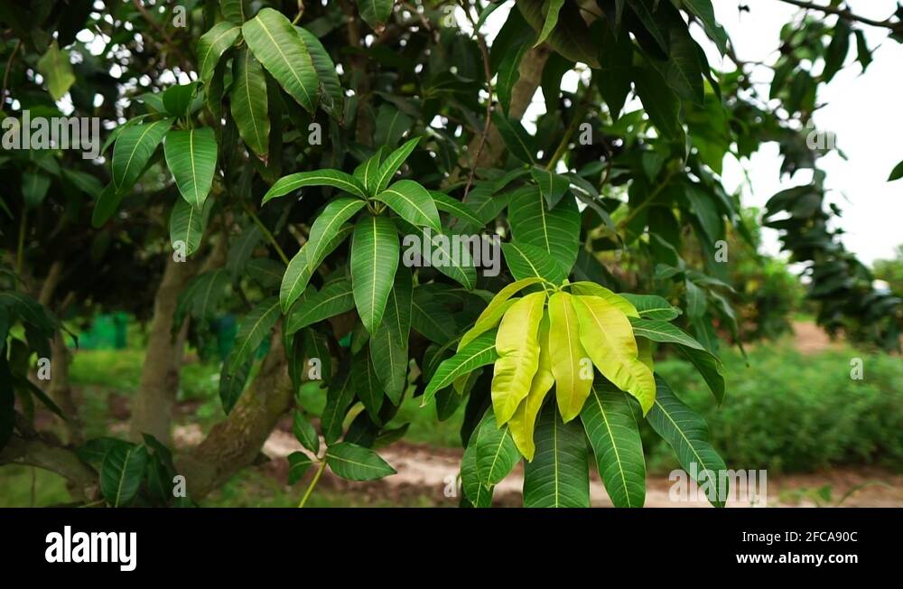 Mango tree leaf Stock Videos & Footage - HD and 4K Video Clips - Alamy
