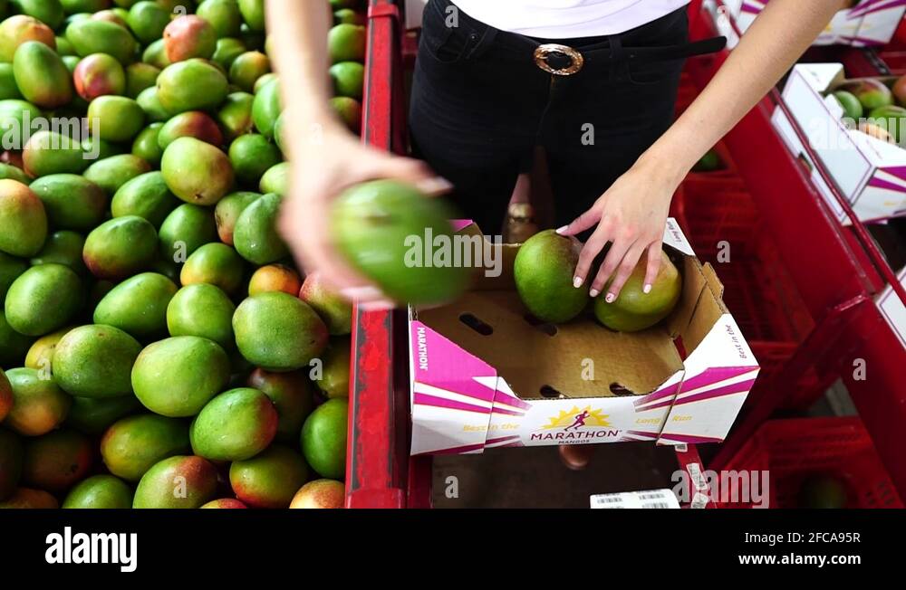 mango packing lines for export Stock Video Footage - Alamy