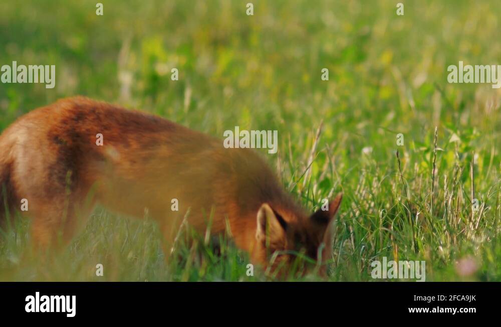 Danish fox Stock Videos & Footage - HD and 4K Video Clips - Alamy