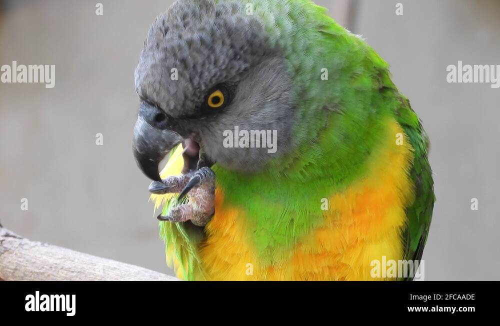 Parrot with leg up Stock Videos & Footage - HD and 4K Video Clips - Alamy
