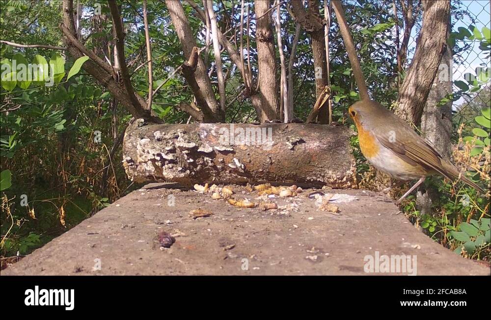 Feeder for insects Stock Videos & Footage - HD and 4K Video Clips - Alamy