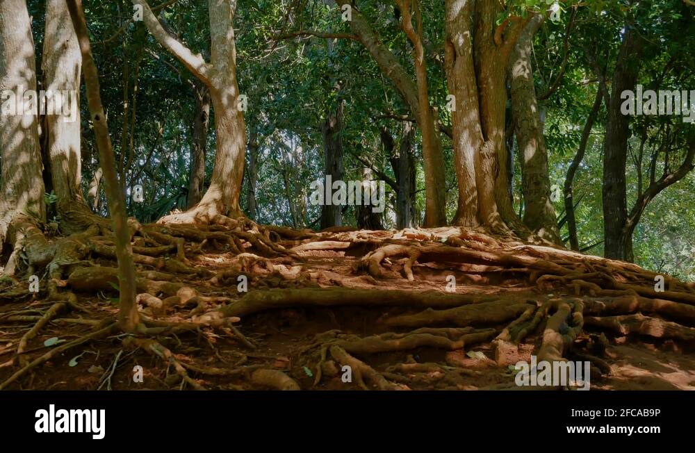 Surface Roots Stock Videos And Footage Hd And 4k Video Clips Alamy