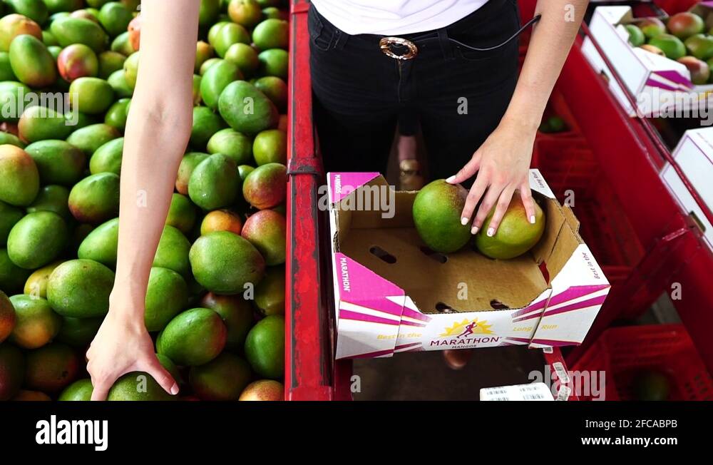 mango packing lines for export Stock Video Footage - Alamy