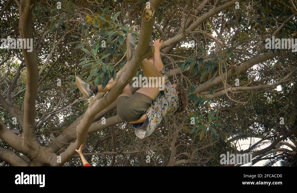 Guy climbing tree Stock Videos & Footage - HD and 4K Video Clips - Alamy