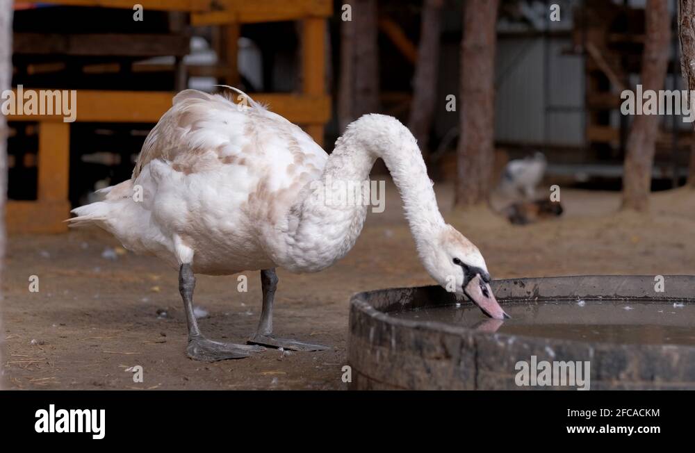 Water drink swan Stock Videos & Footage - HD and 4K Video Clips - Alamy