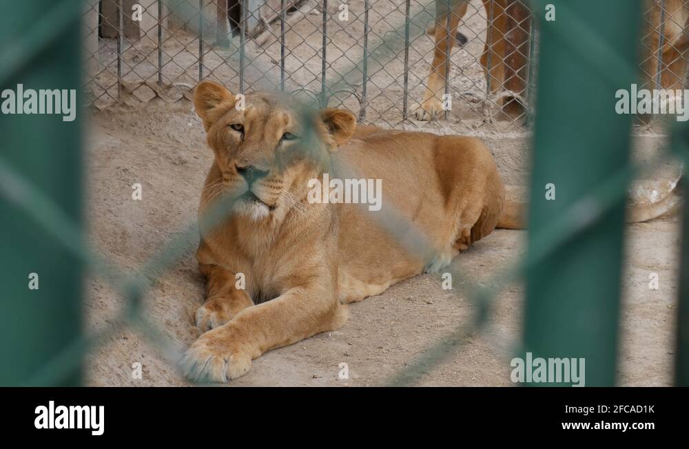 Caged wild animals Stock Videos & Footage - HD and 4K Video Clips - Alamy