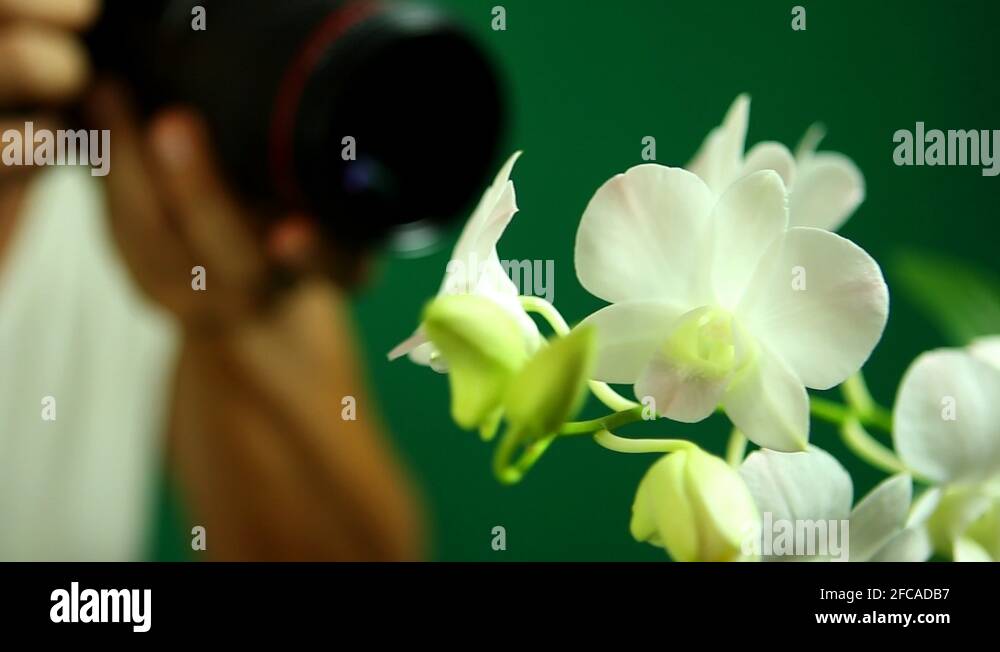 Vanda and young Stock Videos & Footage - HD and 4K Video Clips - Alamy